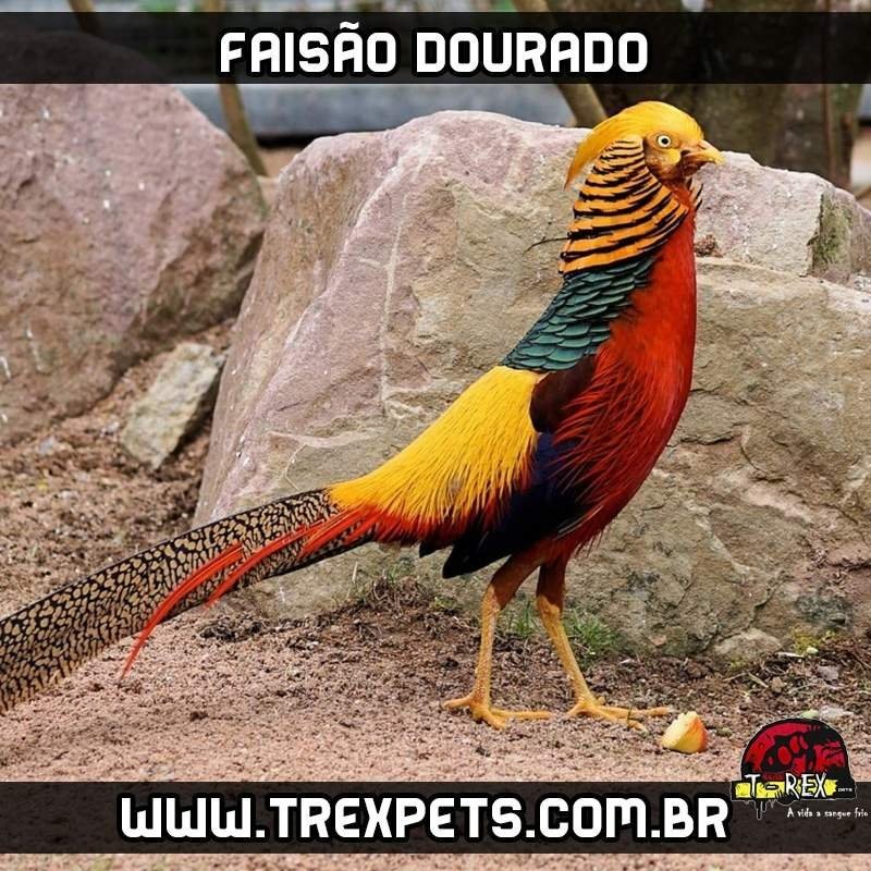 Faisão Dourado à Venda - Adquira um Filhote Exclusivo Hoje!