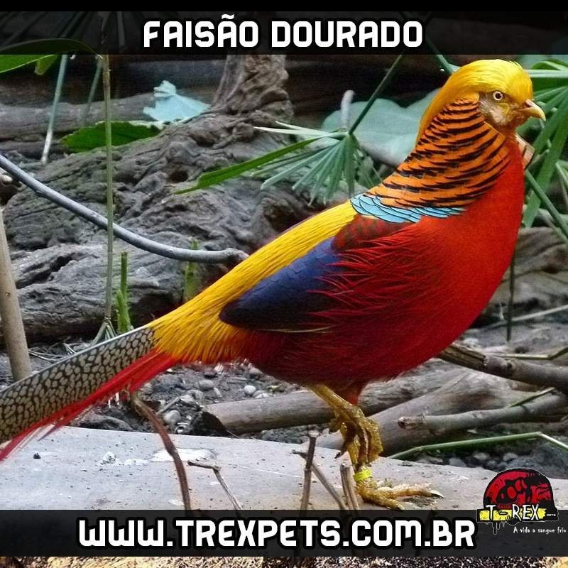 Faisão Dourado à Venda - Adquira um Filhote Exclusivo Hoje!