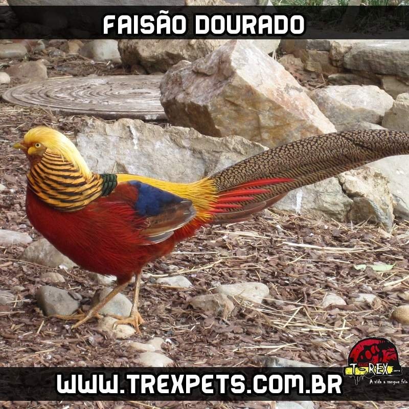 Faisão Dourado à Venda - Adquira um Filhote Exclusivo Hoje!