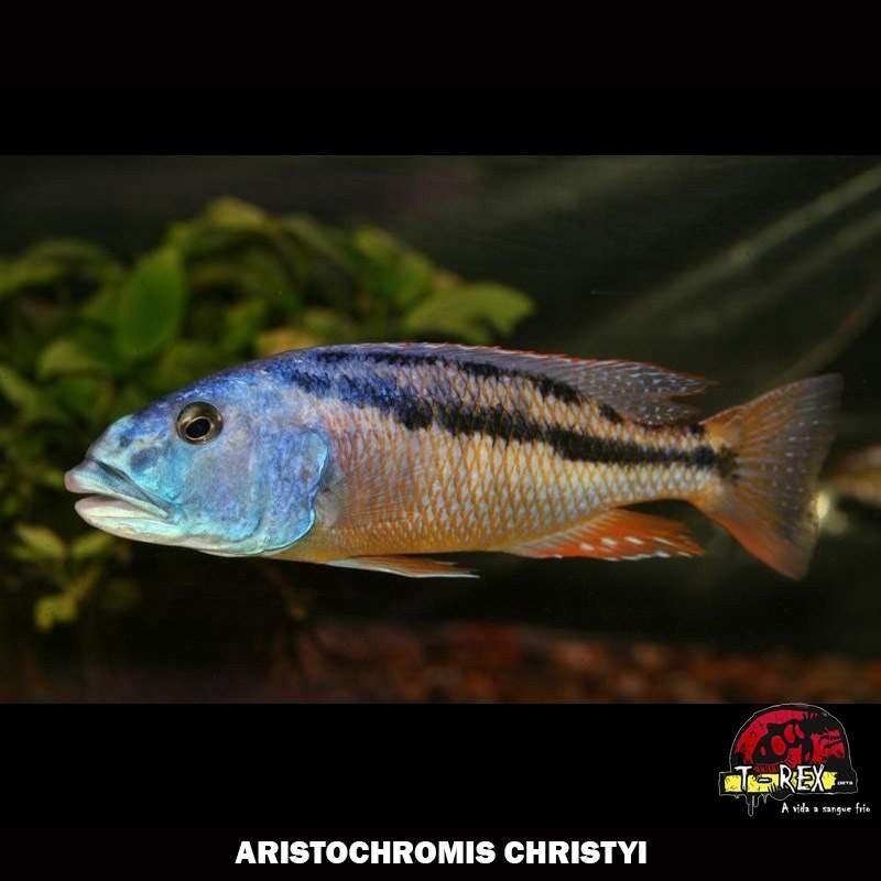 Compre Peixe Ciclídeo Africano Aristochromis Christyi - Beleza Africana ...